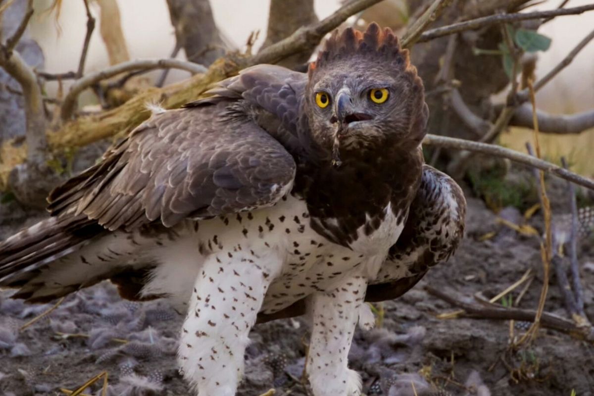 Meet the ‘Big Six’ birds of Kruger National Park