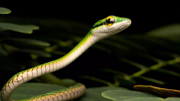Beautiful and deadly: Meet 7 of the world’s most fascinating green snakes