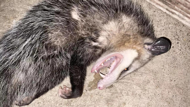 9 animals that ‘play dead’ and the surprising reasons behind this behaviour