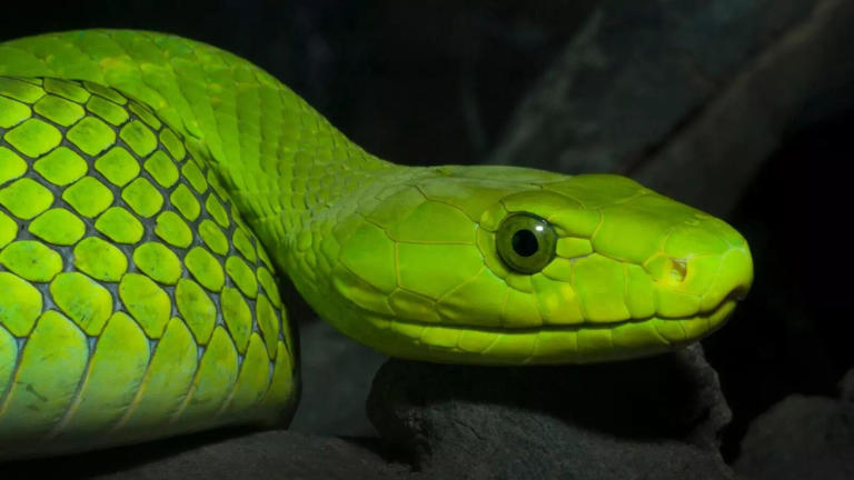 Beautiful and deadly: Meet 7 of the world’s most fascinating green snakes