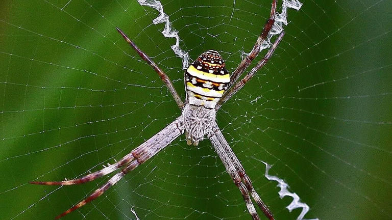 Those Strange Zigzag Decorations in Spider Webs Might Finally Have an ...