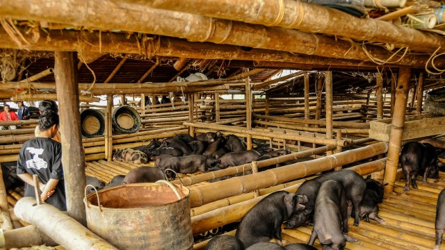 Officials uncover shocking source of swine fever outbreak: 'We won't ...