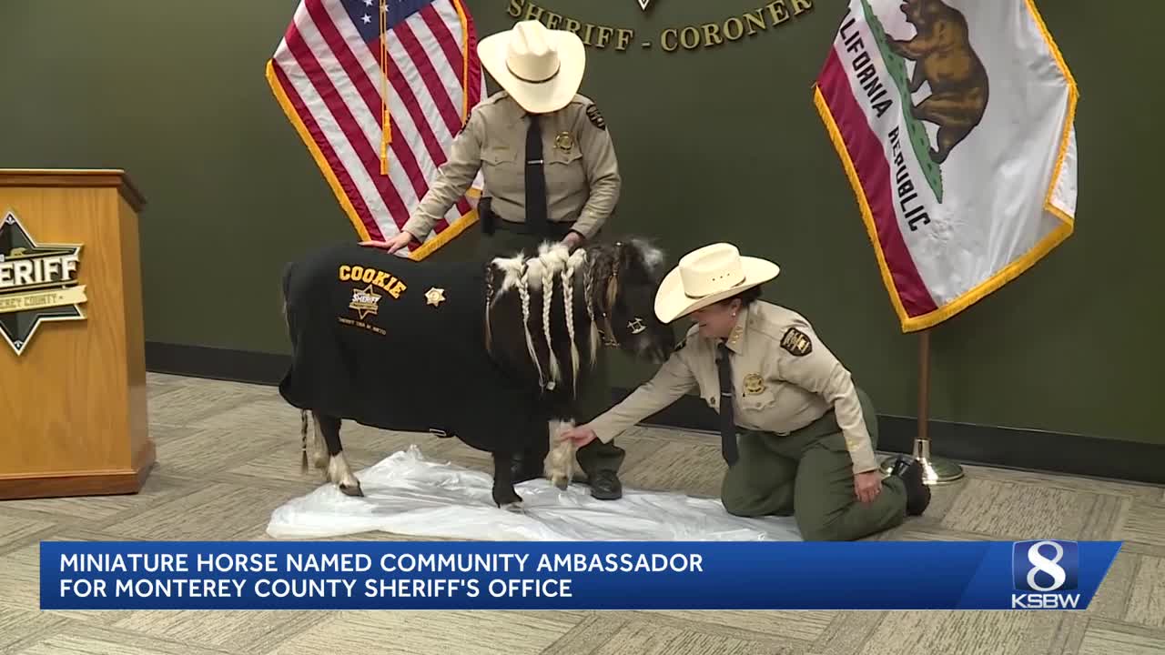 Miniature horse sworn in as Monterey County Sheriff's Office Community ...