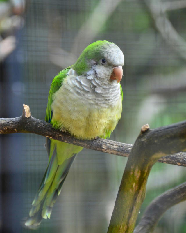 Quaker Parrot Insists on Singing 'Three Little Monkeys' Whether He’s ...