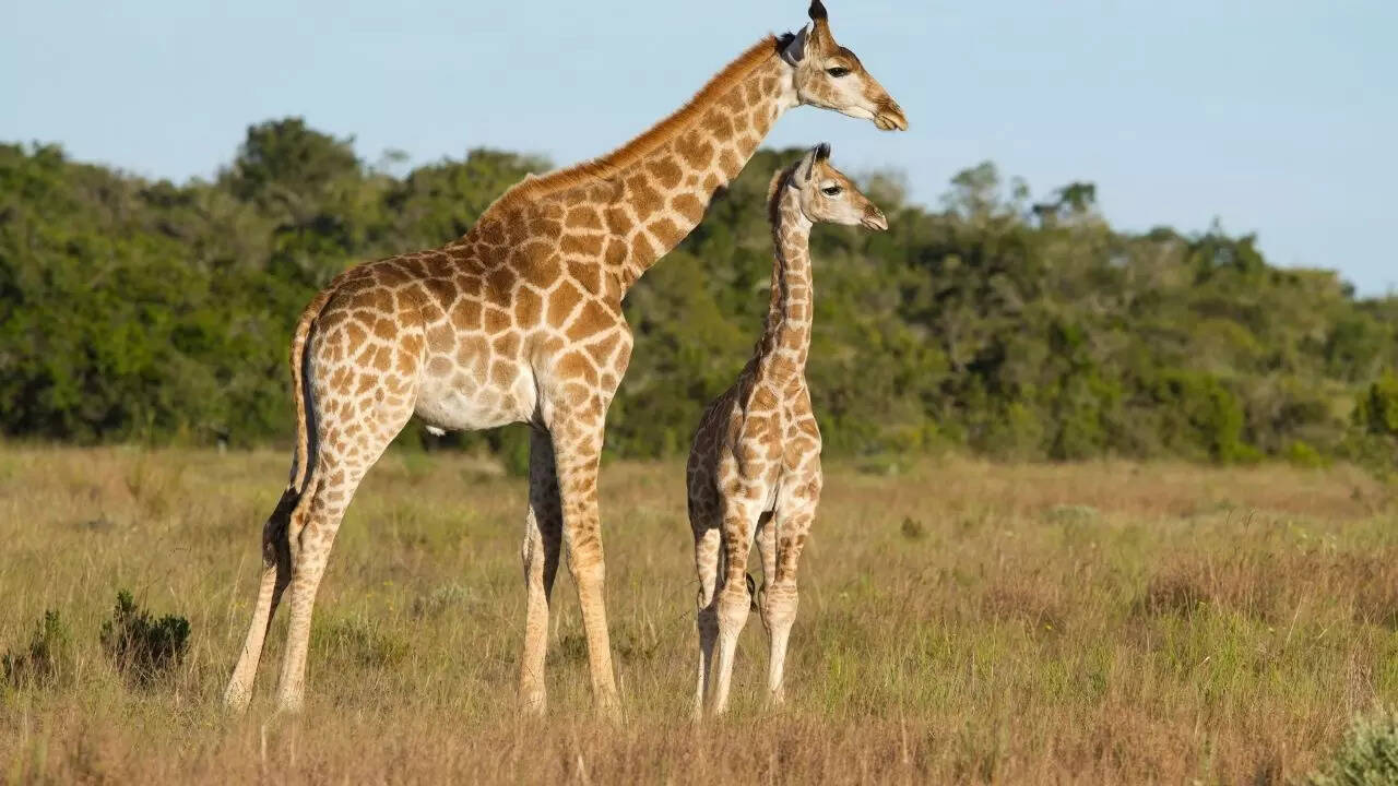 5 interesting animals with huge tails and how they help them