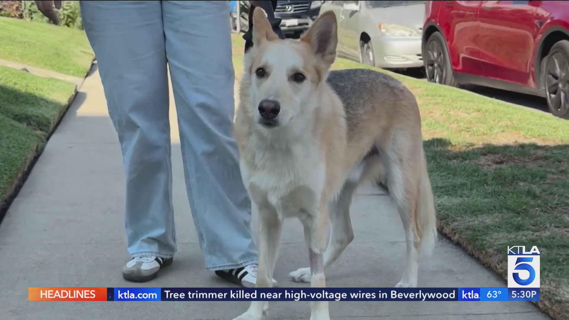 Dog ingests meth during routine walk in North Hollywood