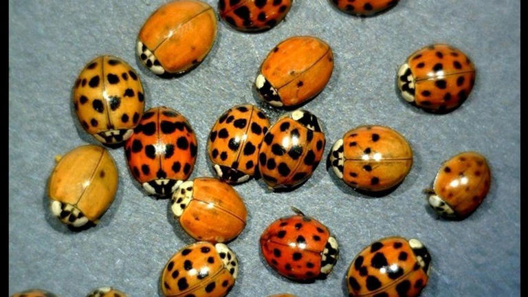 Beetle-mania sweeps Virginia: Asian lady beetles find warmth in homes ...