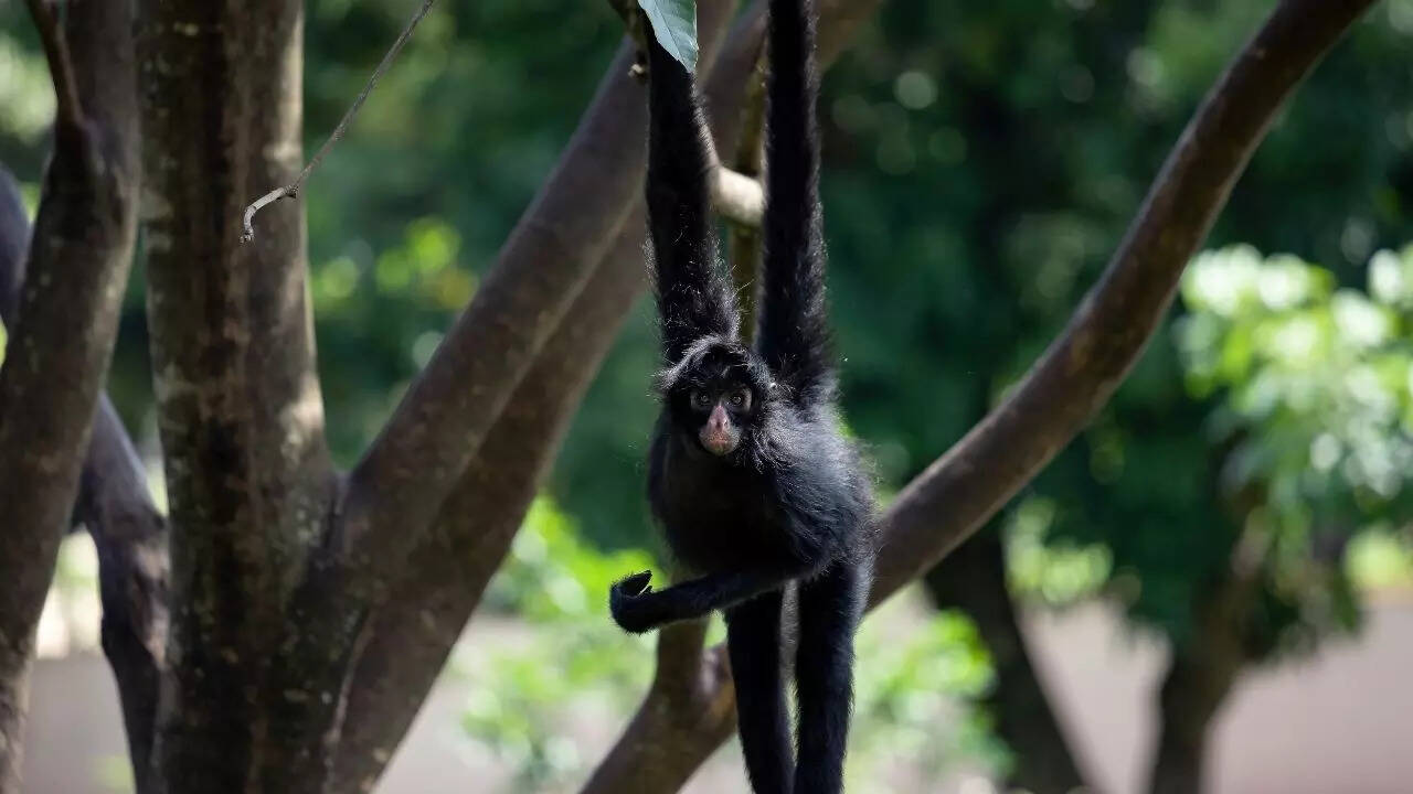 5 interesting animals with huge tails and how they help them