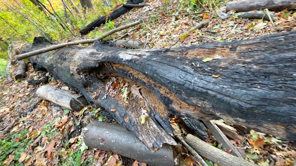 Volunteers work to bring Prospect Park's burned hillside back to life ...