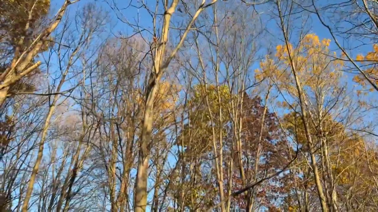 Strong winds sway tall trees in Detroit, Michigan, USA