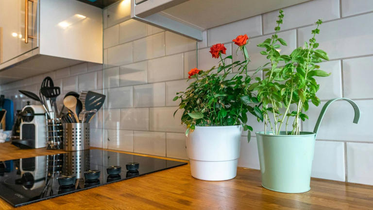 Dónde colocar la planta de albahaca para atraer la prosperidad y la ...