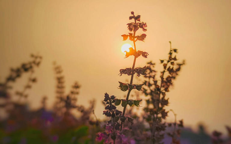 Dónde colocar la planta de albahaca para atraer la prosperidad y la ...