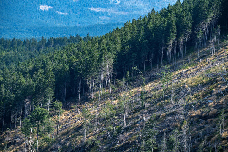 Gute Nachricht für den Wald: Borkenkäferschäden gesunken