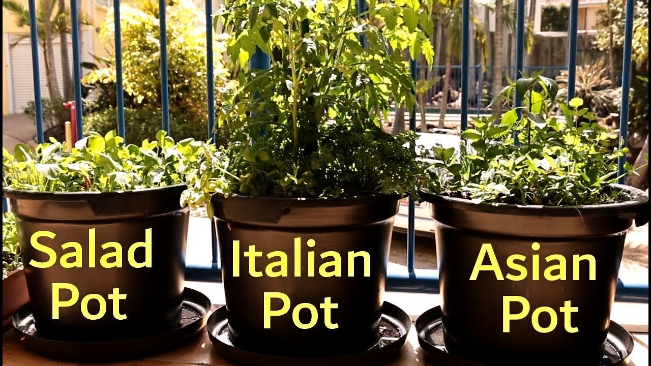 How to grow a vegetable garden on a balcony | Growing in small spaces ...