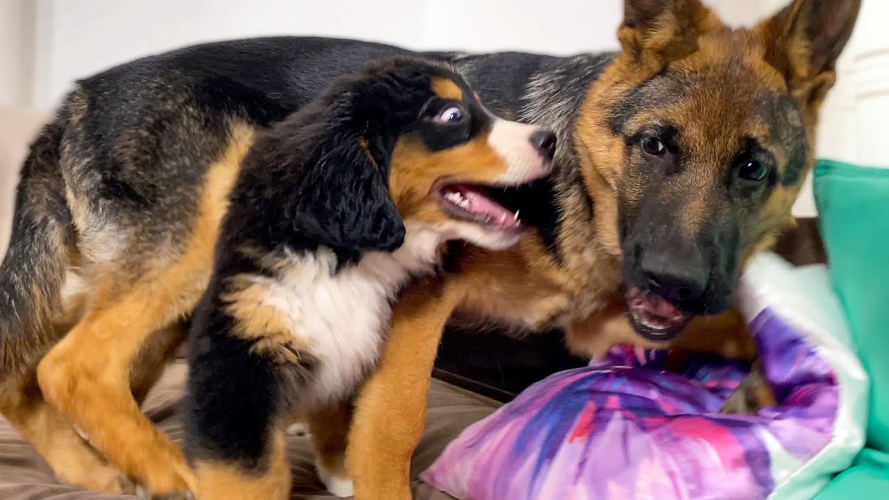 German Shepherd and Bernese Mountain Dog Puppies Meet for the First Time
