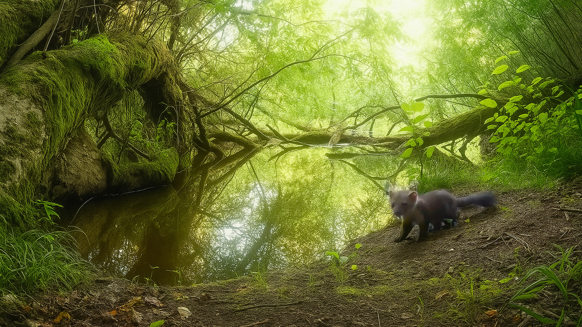 I Set Up a Camera by the River – See What Happened