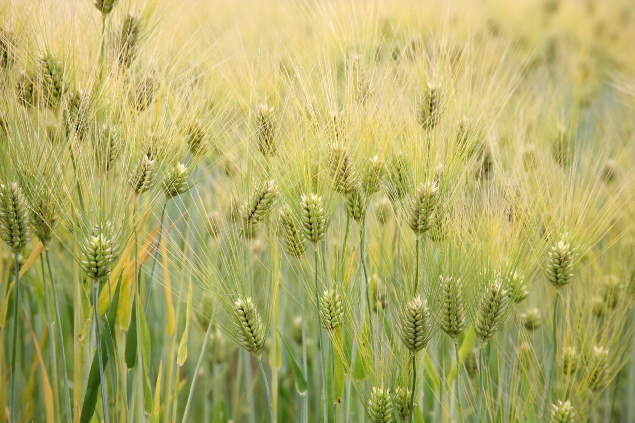 A genetic switch lets plants accept nitrogen-fixing bacteria