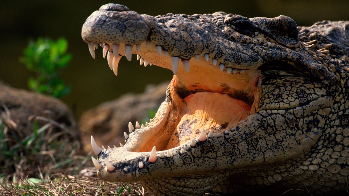 Top 10 Animals with Strongest Bite Force: Check List Here!