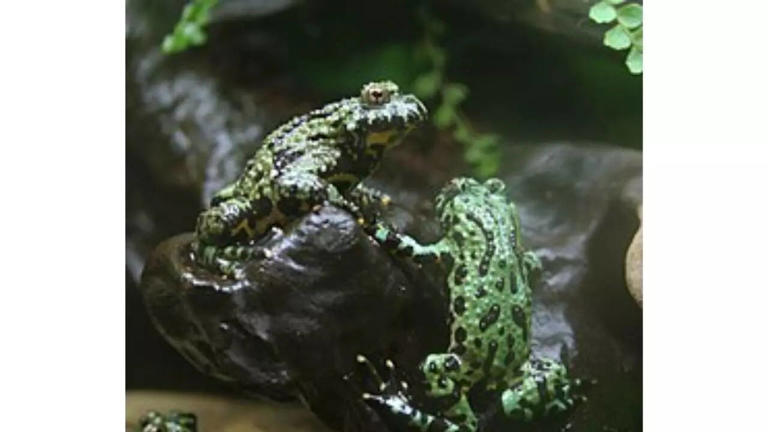 9 animals that ‘play dead’ and the surprising reasons behind this behaviour