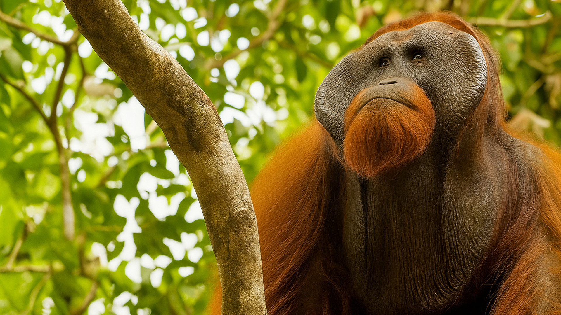 Raksasa Lembut di Hutan Hujan Borneo