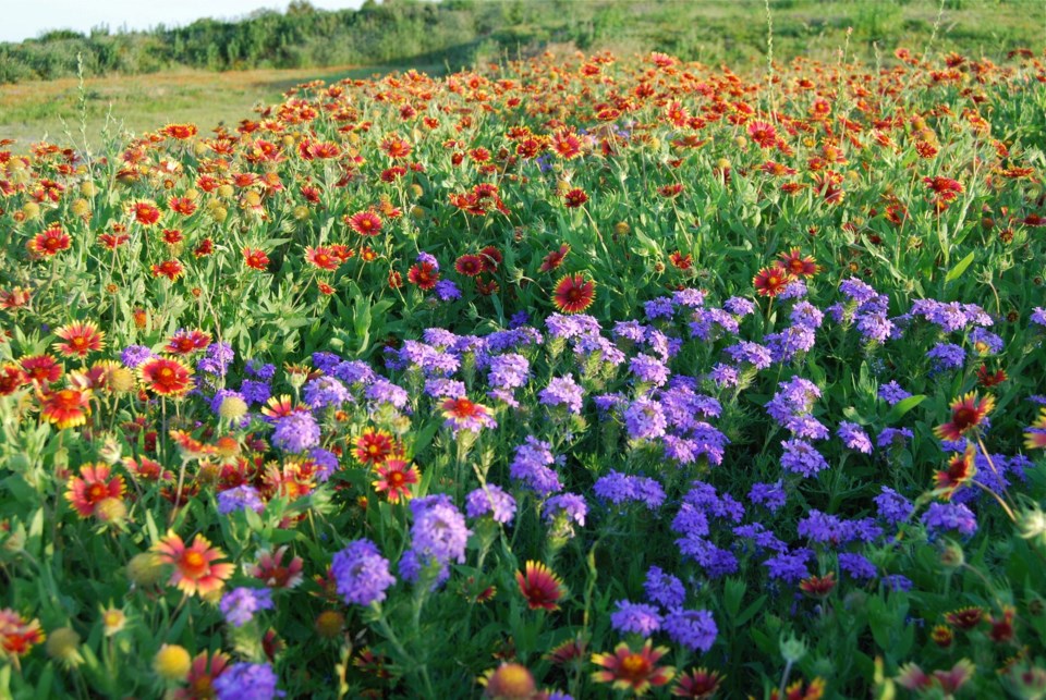 Plano Parks To Get Even More Beautiful