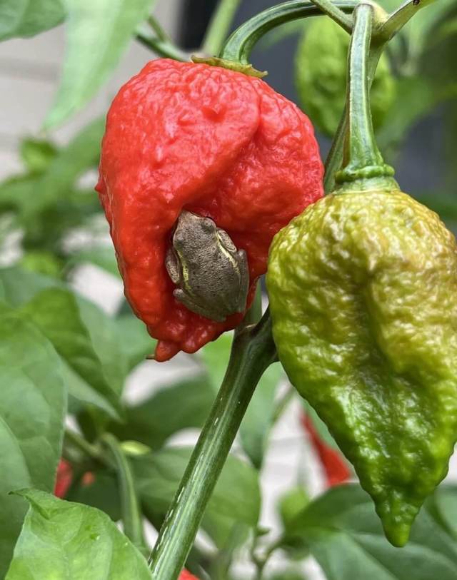 Gardener surprised after taking closer look at 'weird blob' on plant ...