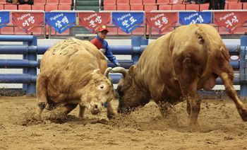 Local governments, animal rights groups lock horns over Korean ...
