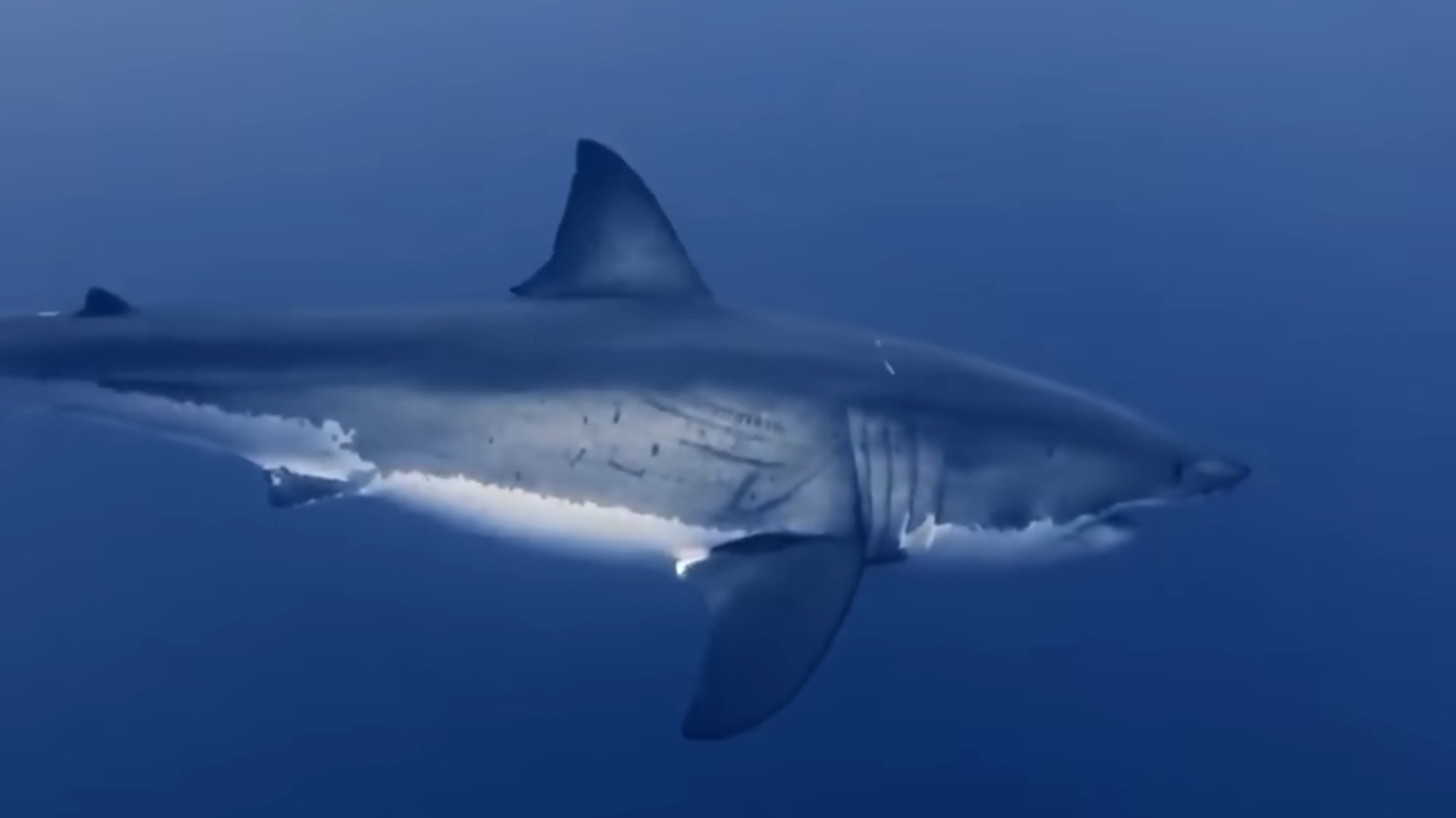 5 things Jaws got terribly wrong