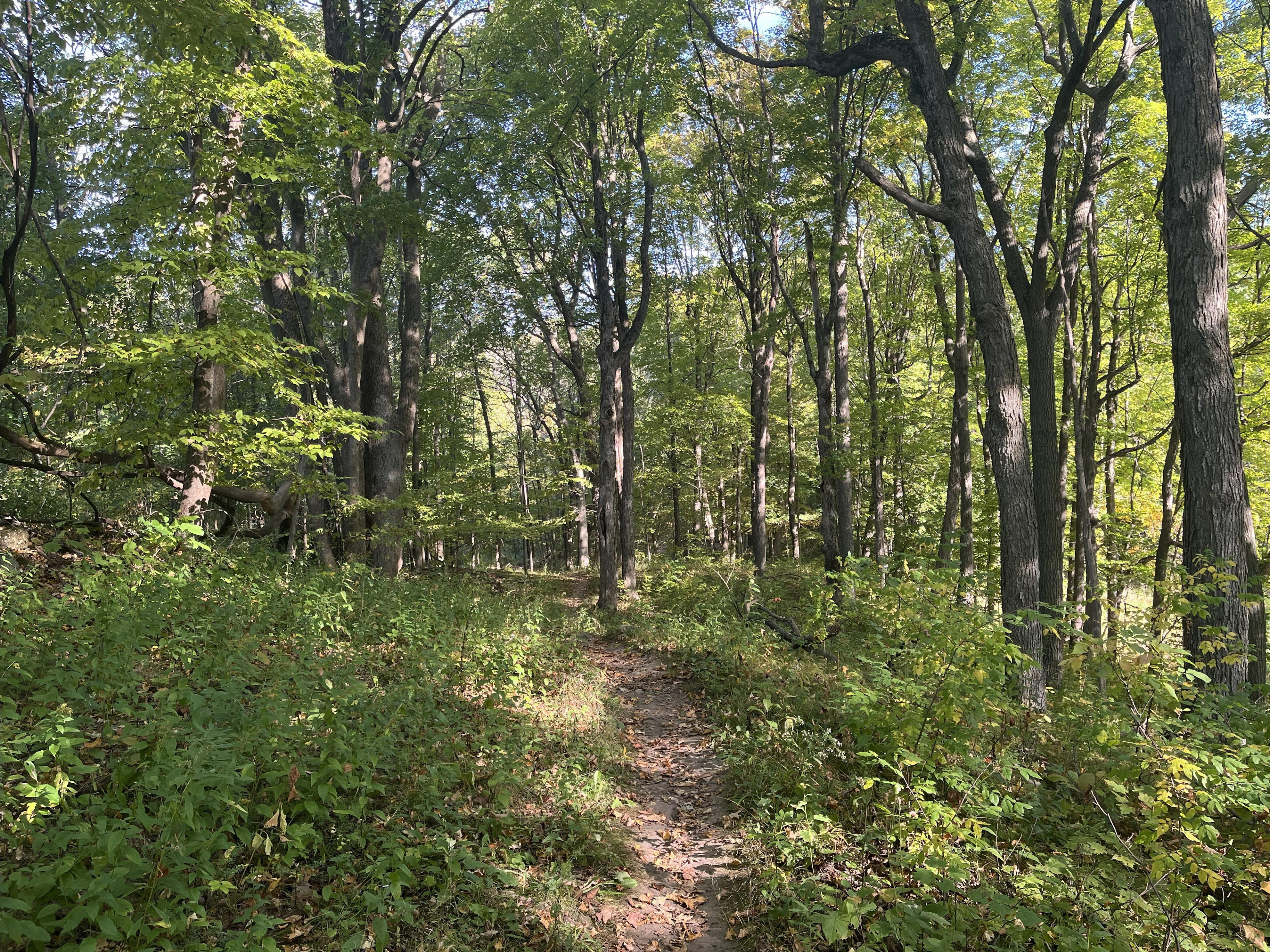 Fall wonders and a trail reroute: My experience completing the Mammoth ...