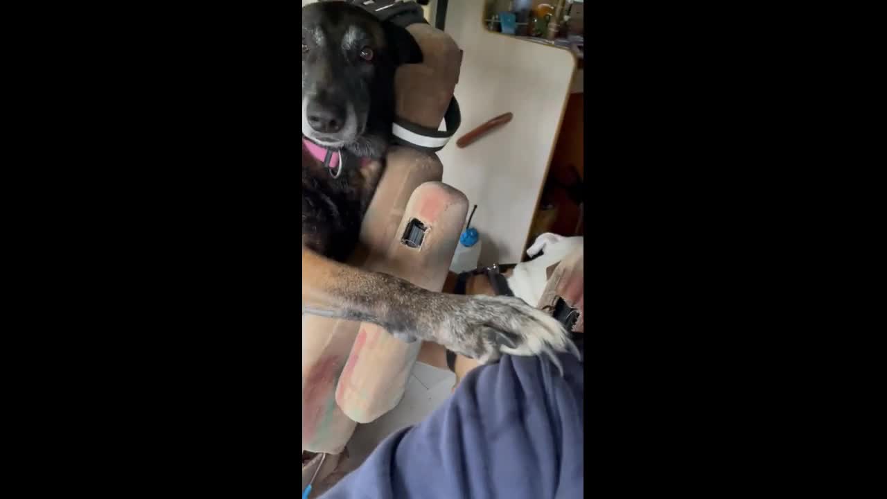 Dog rests paw on owner while traveling by car in Lot-et-Garonne, France