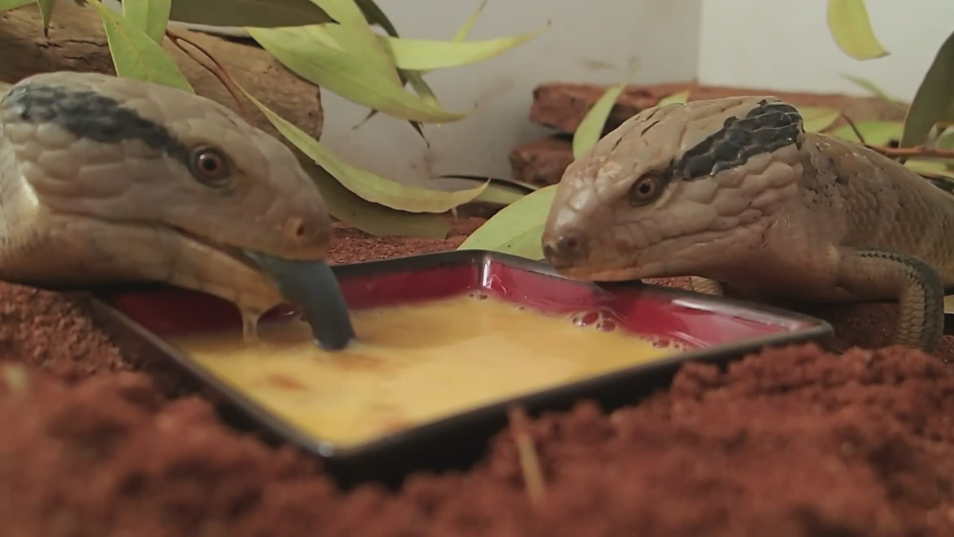 Complete guide to Australian lizard species