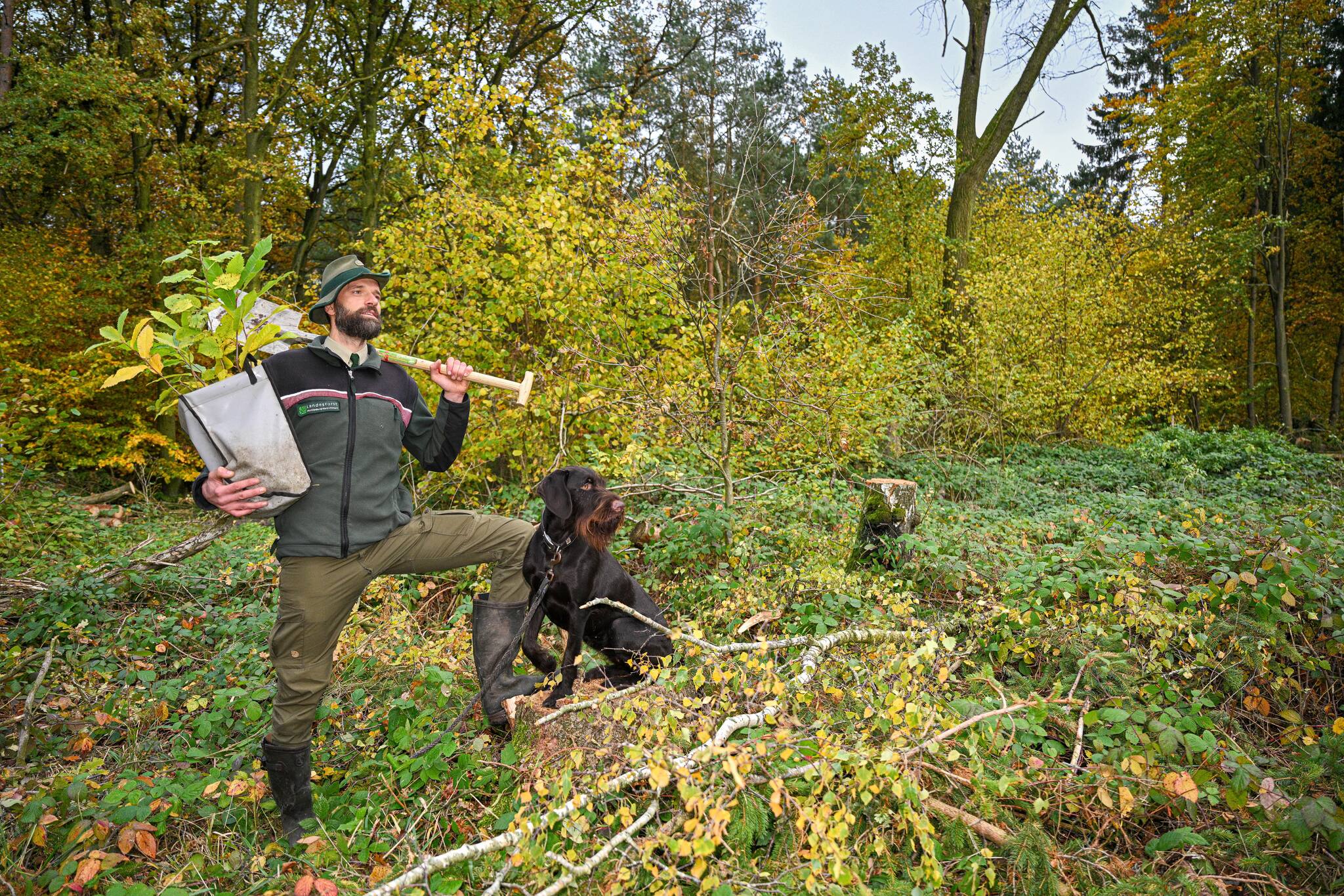 Neuer, gesunder Wald für MV: Landesforst startet mit OZ-Aktion „Baum ...