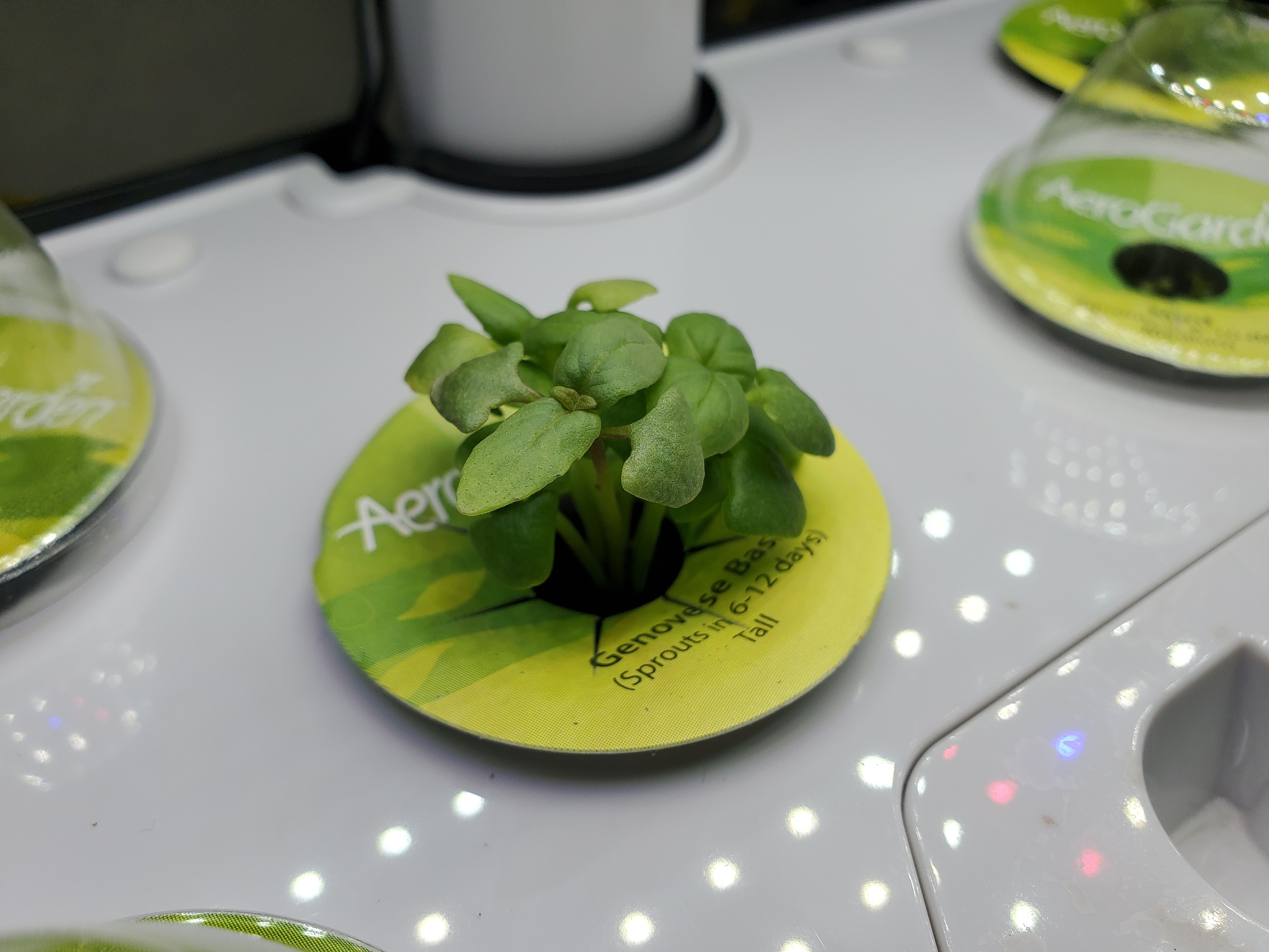 20 herbs & veggies that you can grow inside