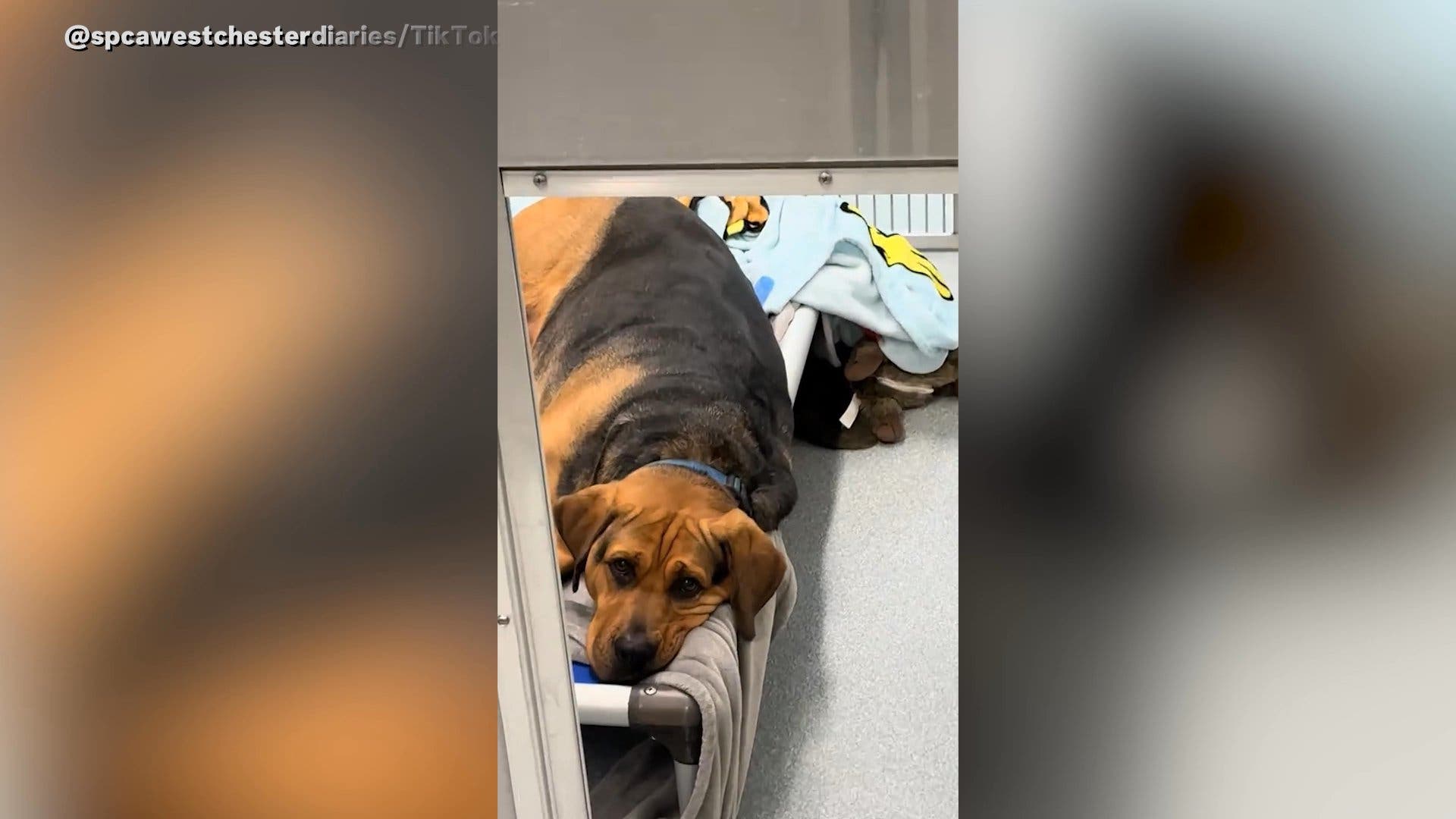 Tears As Dog in Shelter 1,000 Days Still ‘Patiently Waiting’ for a Family