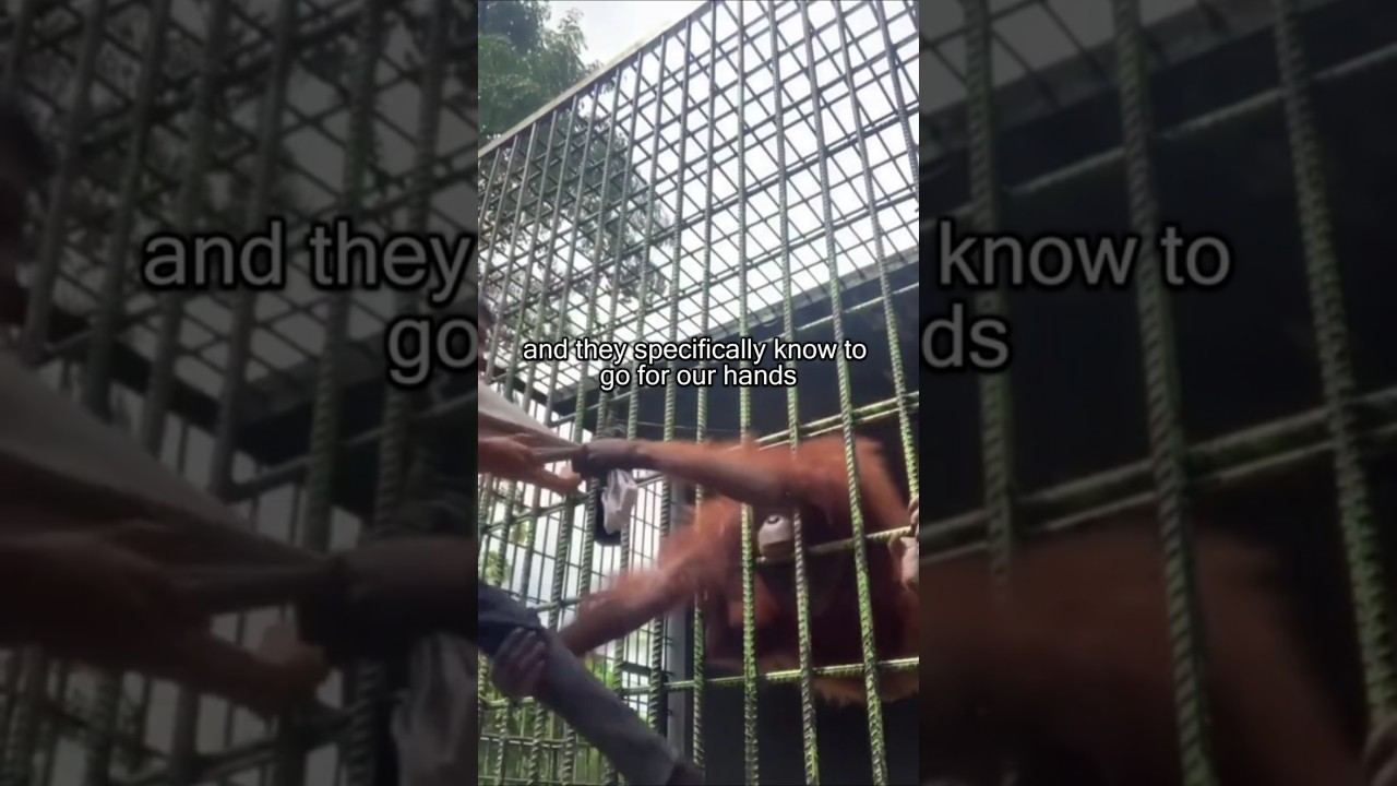 Survive a chimpanzee attack in the wild
