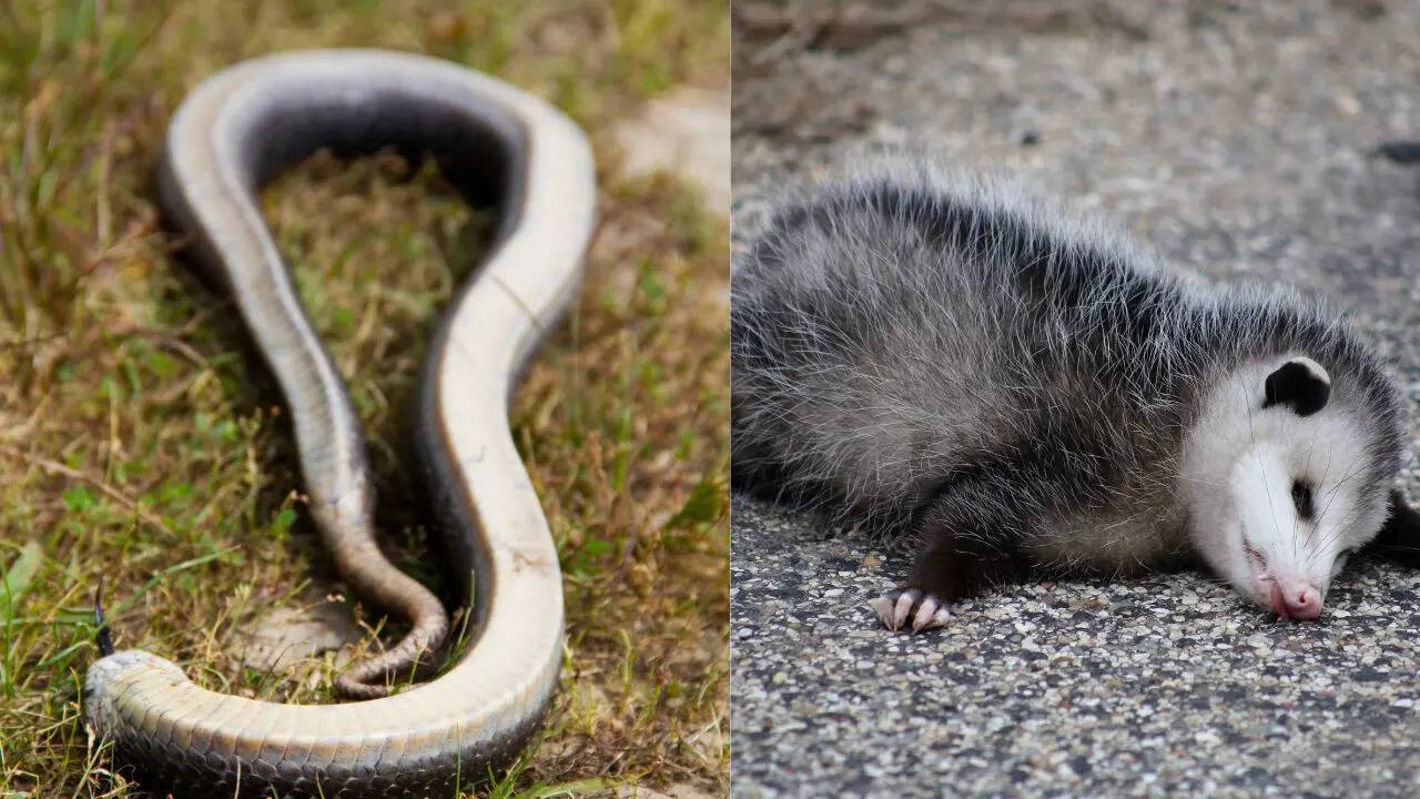 9 animals that ‘play dead’ and the surprising reasons behind this behaviour