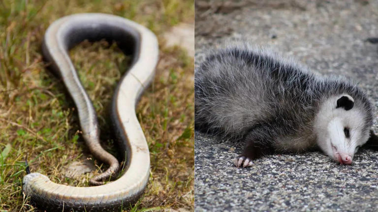 9 animals that ‘play dead’ and the surprising reasons behind this behaviour