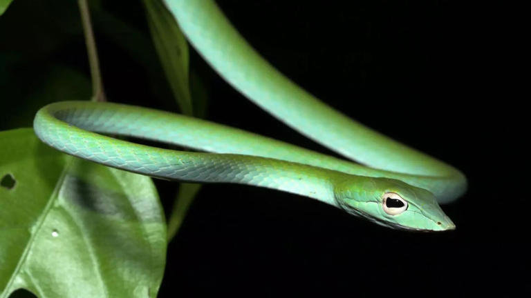 Beautiful and deadly: Meet 7 of the world’s most fascinating green snakes