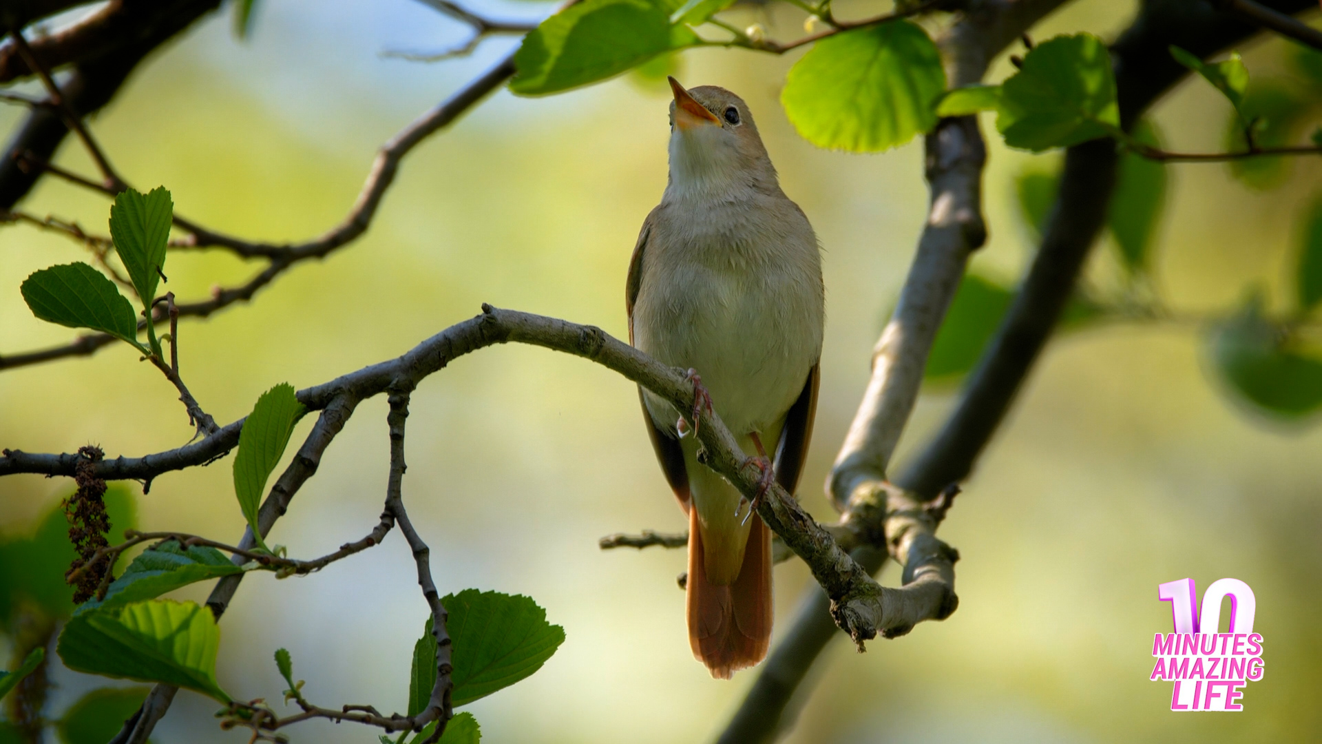 The Common Nightingale – Nature’s Voice