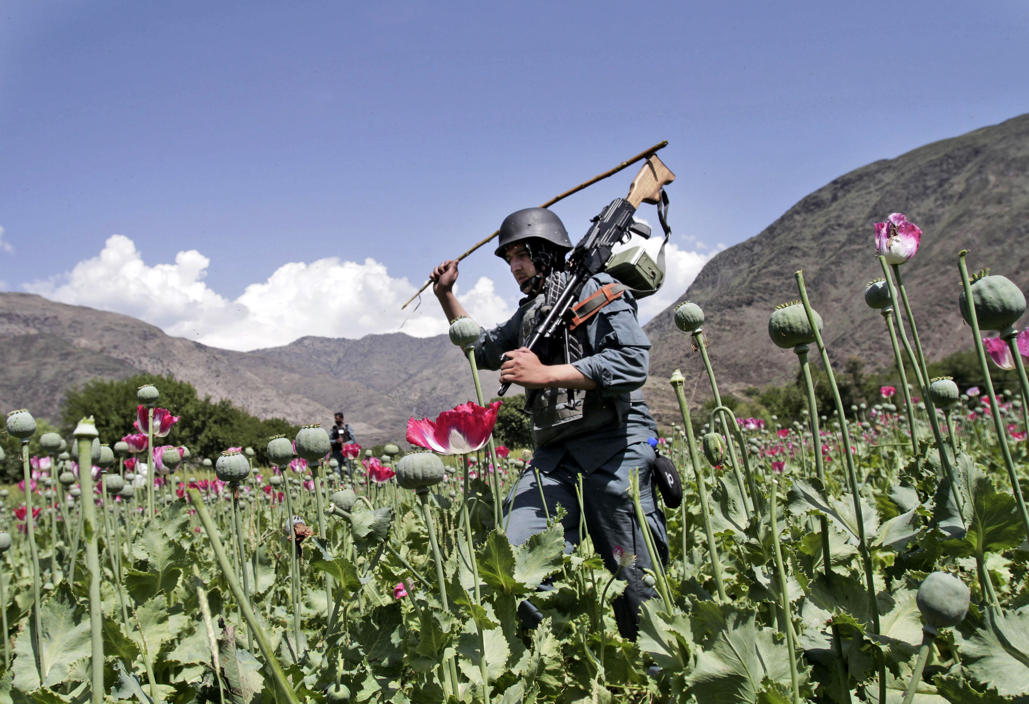 Opiumdyrkingen minker i Afghanistan