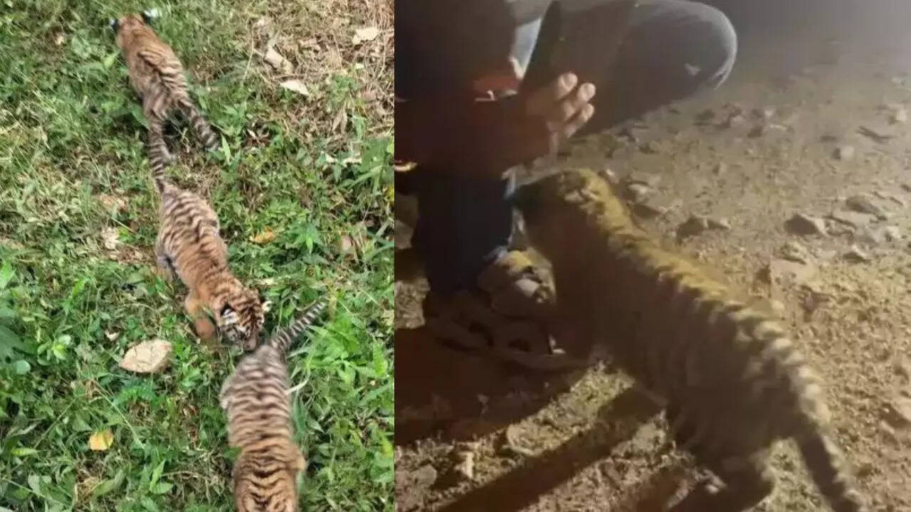 Karnataka tiger cub deaths: Viral video punches holes in forest dept ...