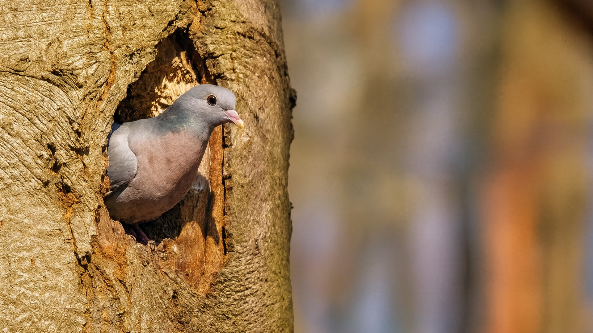 Tortelduif – rustgevende momenten in de natuur