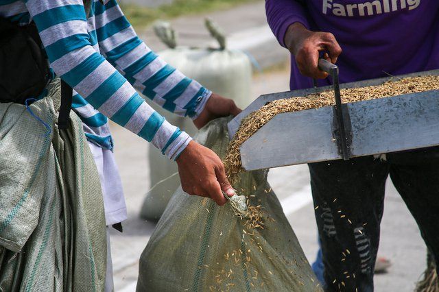 Floor price set for palay in bid to aid farmers