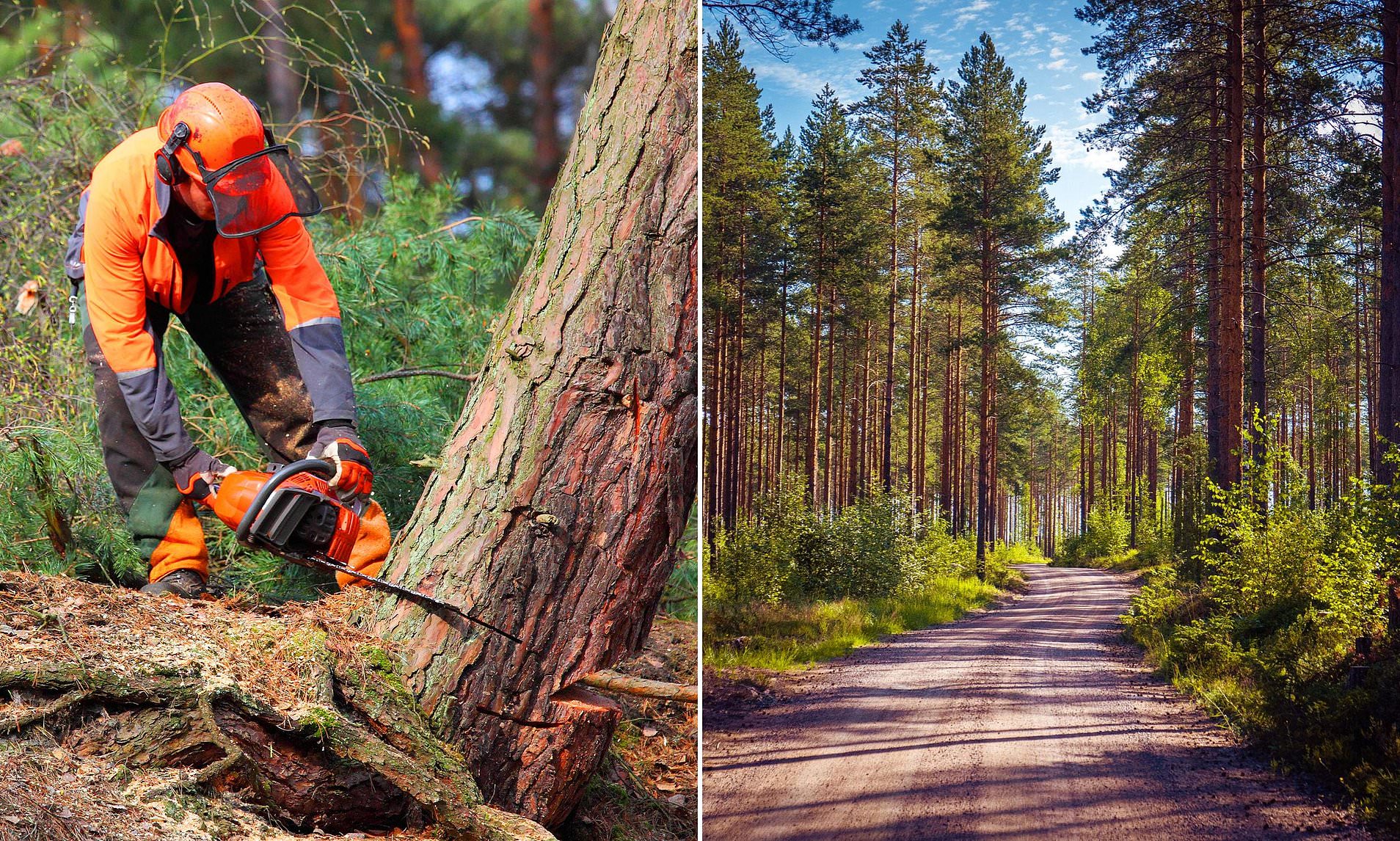 Can investing in a forest really grow your wealth and help the planet?