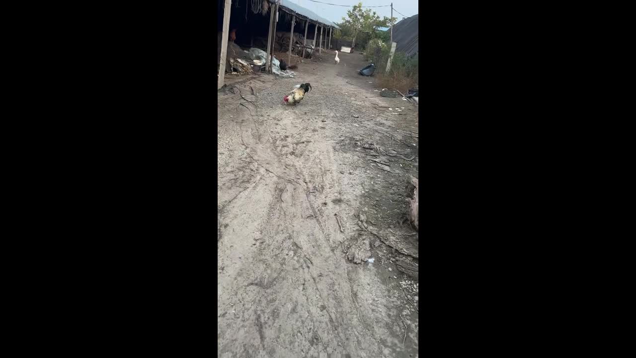 Rooster chases man after being startled in Shandong, China