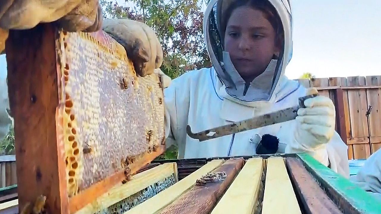 9-year-old California beekeeper fights back after Santa Rosa City Hall ...