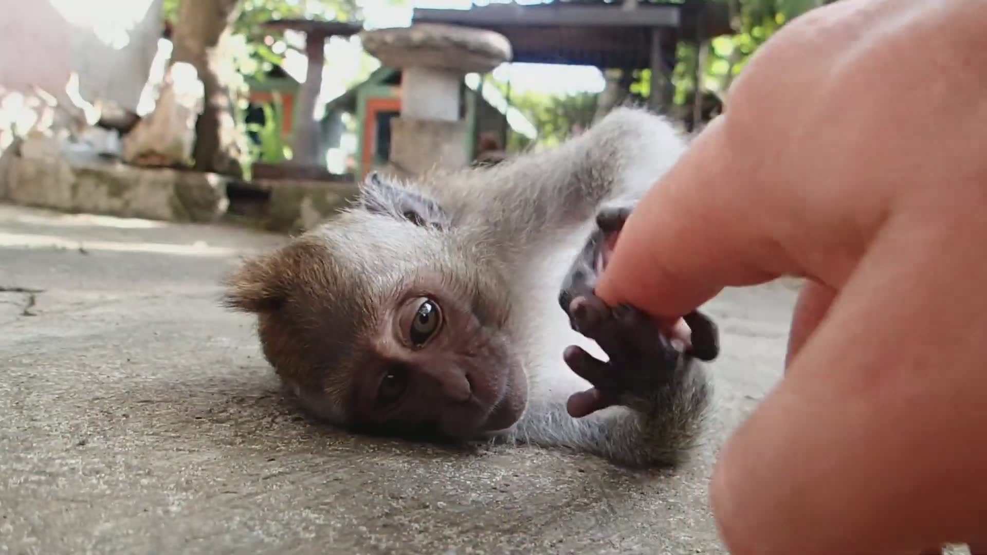 Wild macaque monkey behavior compilation