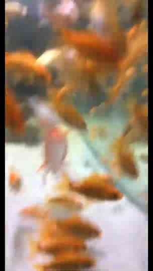 How Many Goldfish Can You Put in a Fish Tank