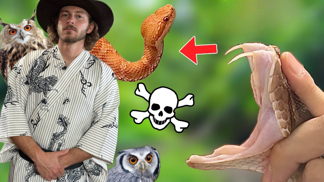 Japan’s MOST Dangerous Snake!