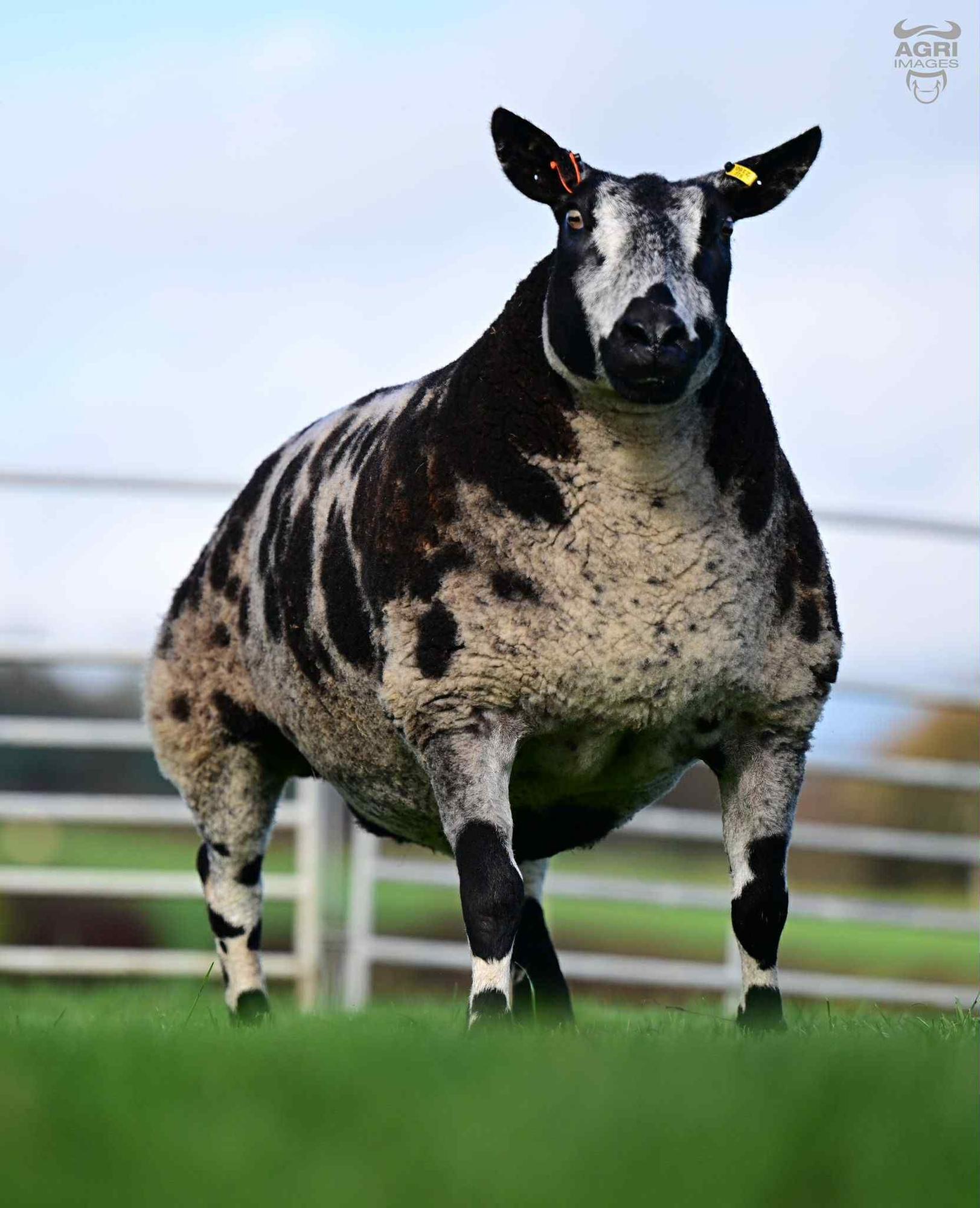 This is the sale that no one was expecting, and everyone is talking about!